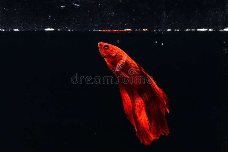 Beautiful Red Betta Fish Swims in Aquarium with Water Bubles Stock ...