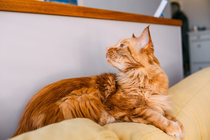 Beautiful Red Big Cat Maine Coon Sits at Home Stock Photo - Image of ...