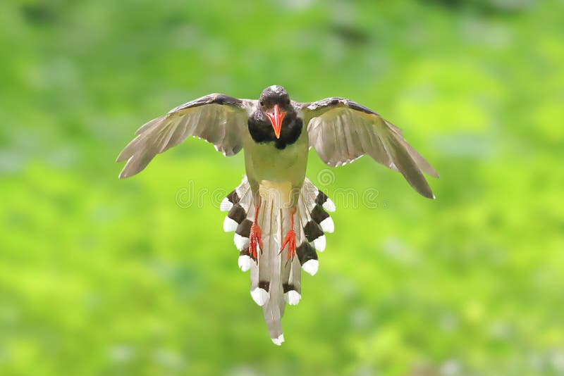 Red-billed Blue Magpie stock image. Image of wildlife - 131942279