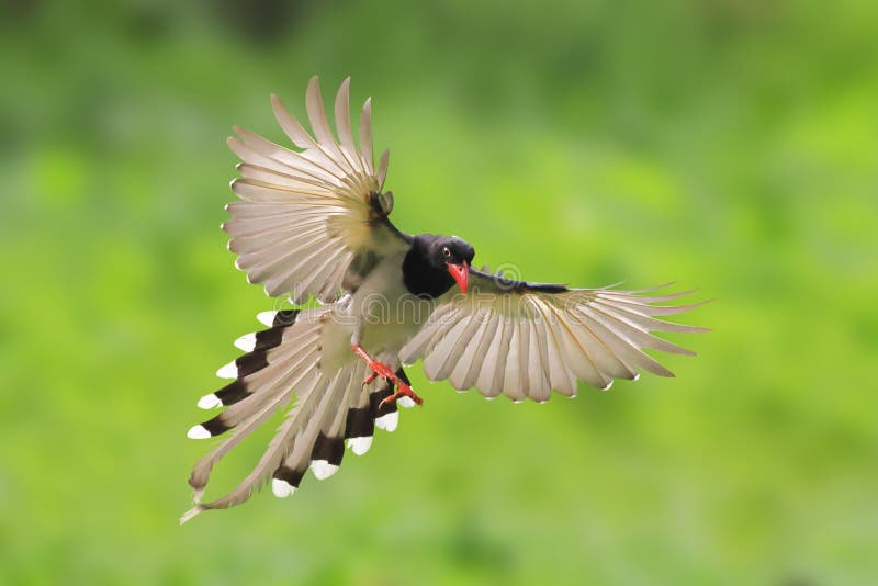 Red-billed Blue Magpie stock image. Image of wildlife - 131942279