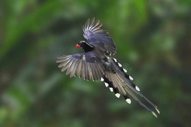 Red-billed Blue Magpie stock image. Image of wildlife - 131942279