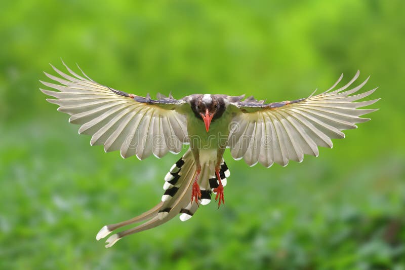 Red-billed Blue Magpie stock image. Image of wildlife - 131942279