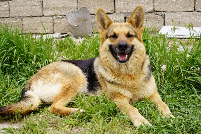 Beautiful Red Black German Shepherd Stock Photo - Image of beautiful ...