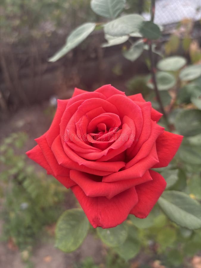 Red rose in the garden stock photo. Image of blossom - 339949644