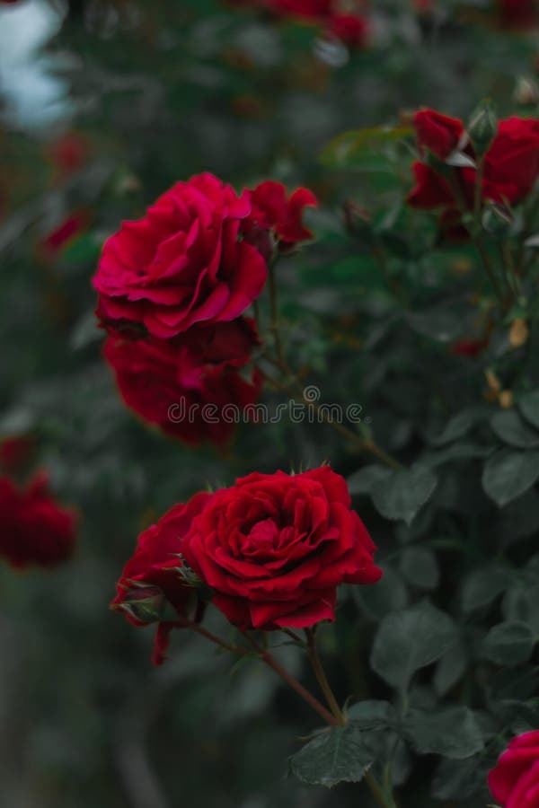 Beautiful Red Blossomed Garden Roses Stock Photo - Image of flowers ...
