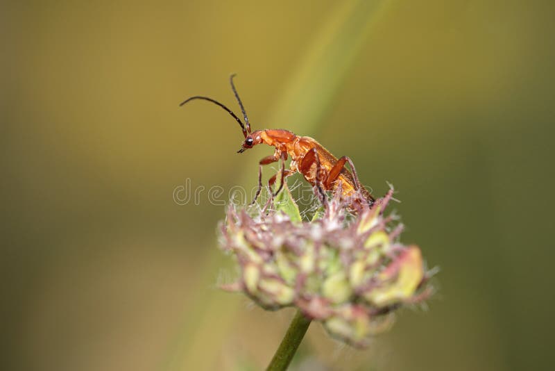 Beautiful red bug macro stock image. Image of close - 248262391