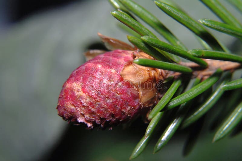 Beautiful Red Bump Blossomed on Spruce Branch in May Stock Image ...