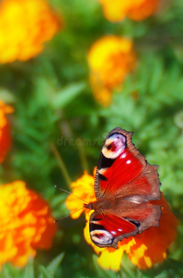 Beautiful Red Butterfly on Flowers Stock Image - Image of butterfly ...