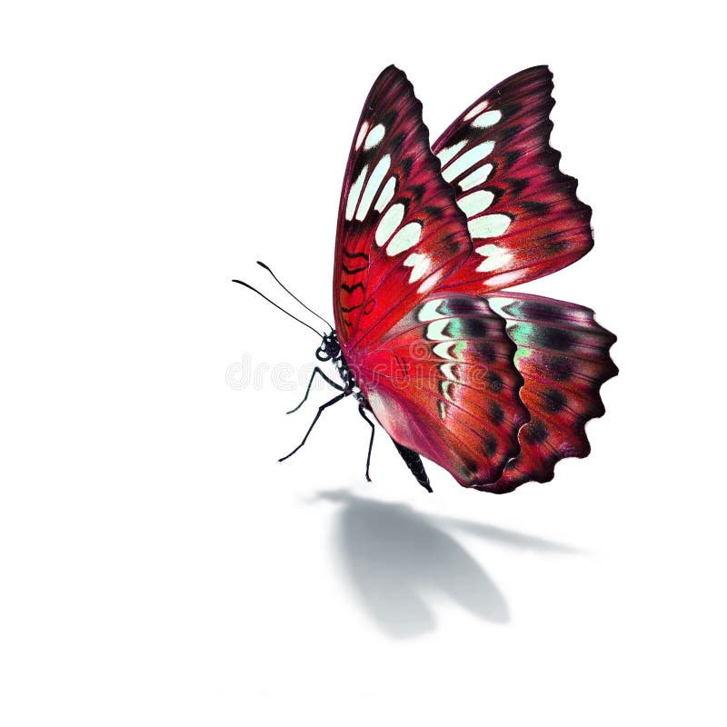 Beautiful red butterfly stock photo. Image of feeler - 269803728