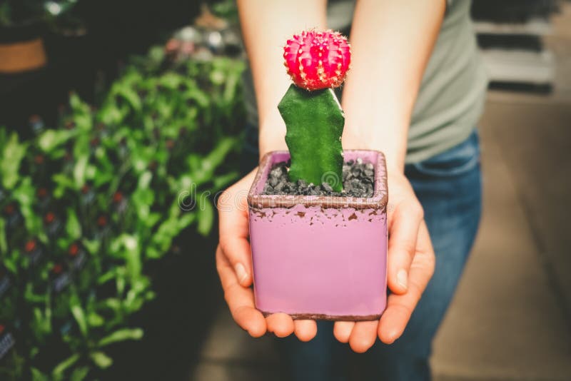 Ruby Ball Red Cactus stock photo. Image of plant, green - 34682036