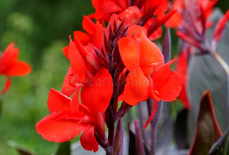 Beautiful Canna Red Golden Flame Flowers at Full Bloom Stock Image ...