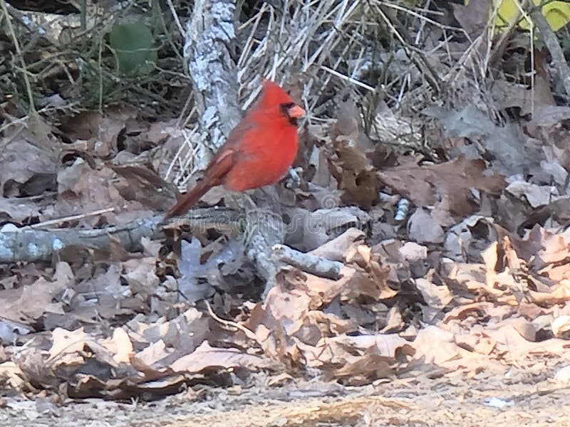 Beautiful Red Cardinal stock image. Image of twig, flower - 243991365