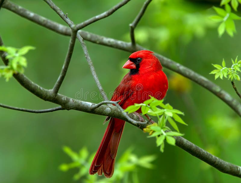 Beautiful Red Cardinal stock photo. Image of trees, wild - 242247008