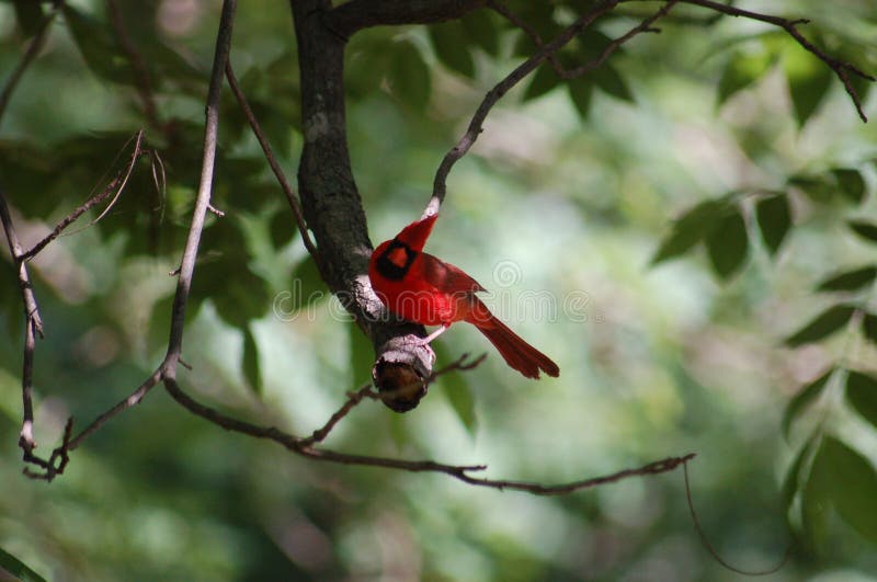 Beautiful Red Cardinal stock image. Image of beautiful - 66007207
