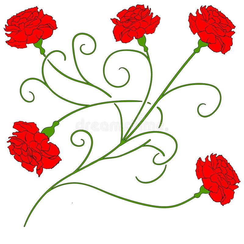 Beautiful Red Carnation Isolated Vector 2 Stock Vector - Illustration ...
