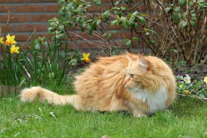 Red Fat Cat - Gatto Rosso stock image. Image of light - 3578837