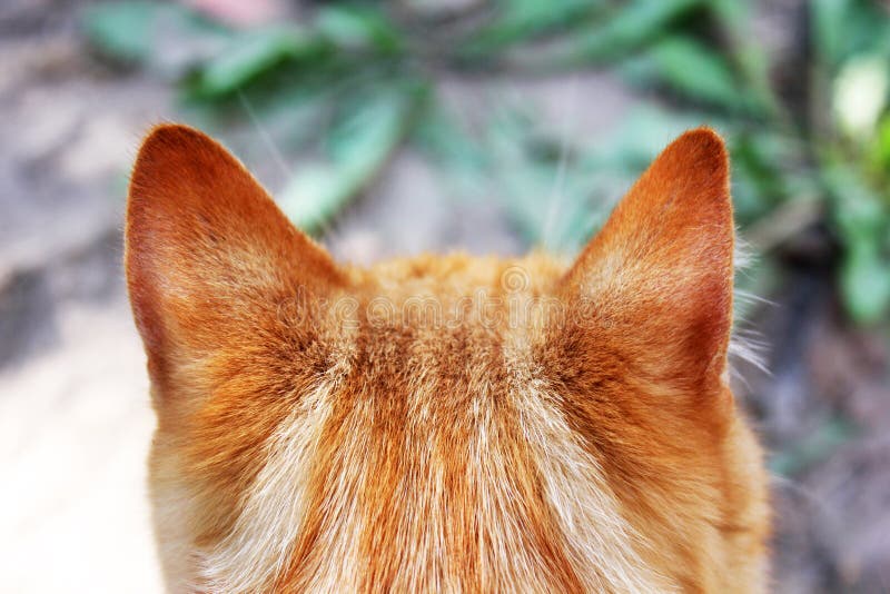 3,364 Cat Back View Photos - Free & Royalty-Free Stock Photos from ...
