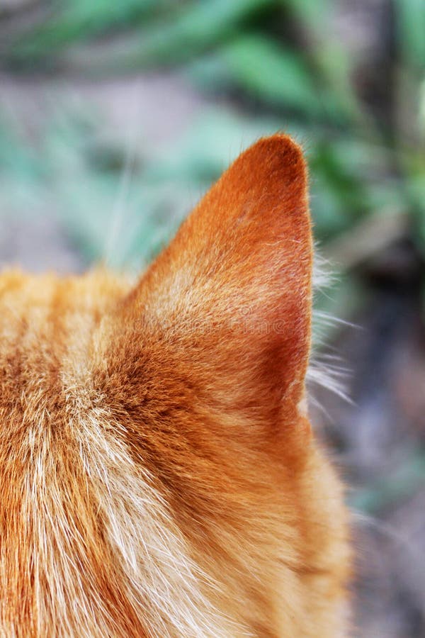 Beautiful Red Cat Close Up. Back View Stock Image - Image of close ...