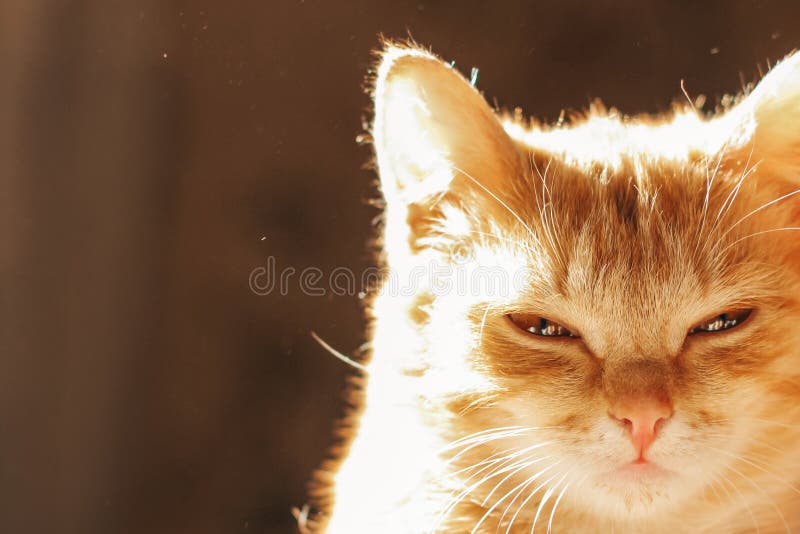 Beautiful Red Cat Close-up. the Cat is Looking at the Camera Stock ...