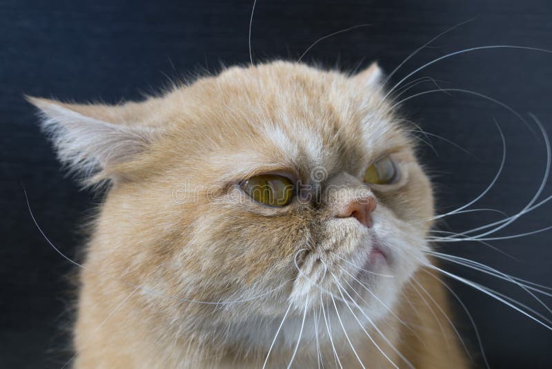 Beautiful red cat stock image. Image of cute, breed - 131405039
