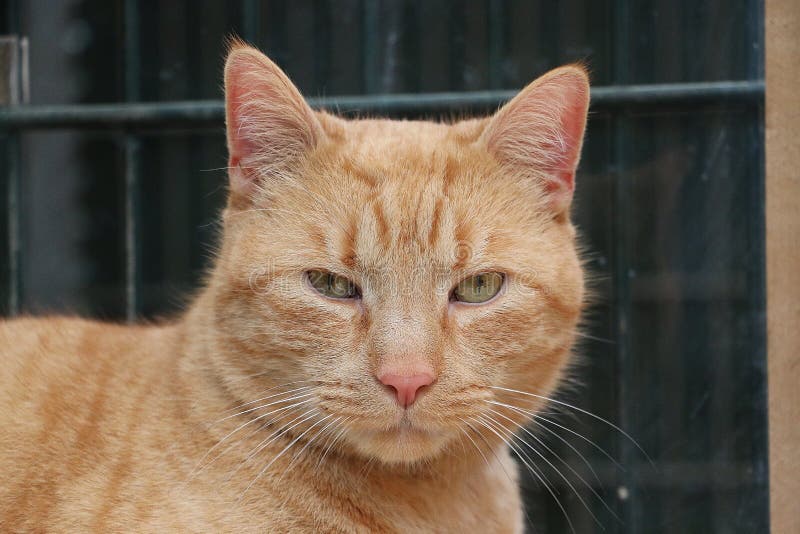 Beautiful Red Cat Head Portrait Close Up Stock Photo - Image of nature ...