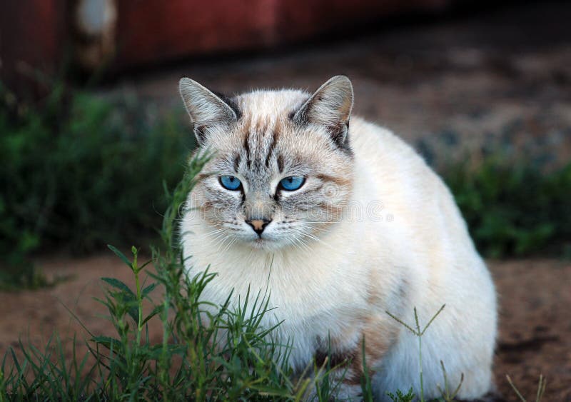 Cute Colourpoint Cat in a Grass Stock Image - Image of portrait, beauty ...