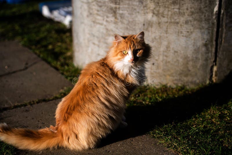 Beautiful red cat outside stock photo. Image of attention - 172497246