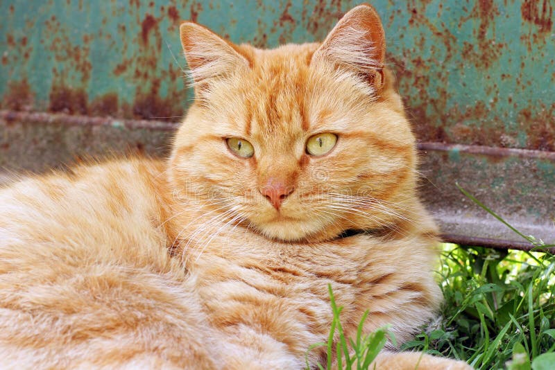 Beautiful Red Cat Outside in the Grass Stock Photo - Image of nature ...
