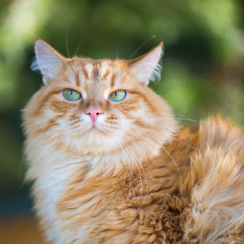 Beautiful red cat stock image. Image of background, lovely - 48348673