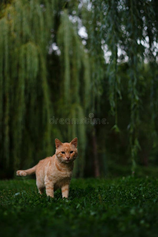Beautiful Red Cat on a Walk on the Green Grass among Large Green Trees ...