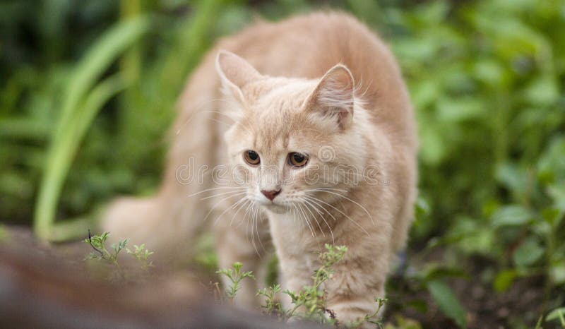 Beautiful Red Cat Walks in Nature Stock Photo - Image of expression ...