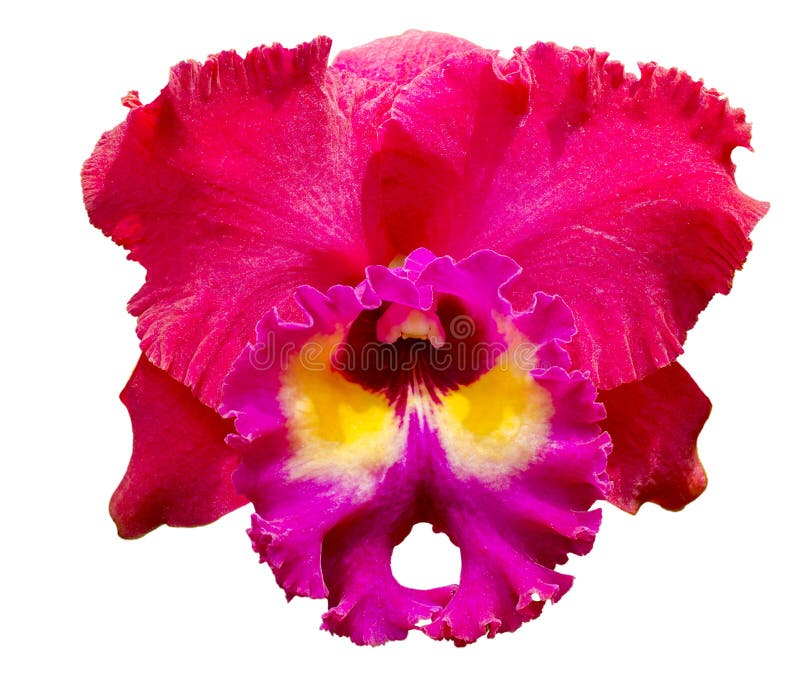 Cattleya Hybrid Beautiful Orchid Flowers on Farm Stock Photo - Image of ...