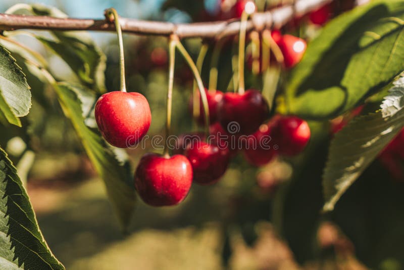 Beautiful Red Cherries on a Tree Stock Photo - Image of berry, leaf ...