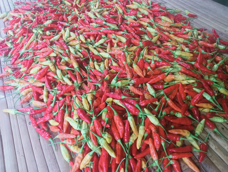 So beautiful red Chilli stock photo. Image of petal - 263072866