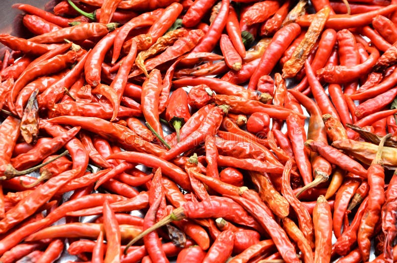 Beautiful Red Chilli in the Ground Stock Photo - Image of nature, plant ...