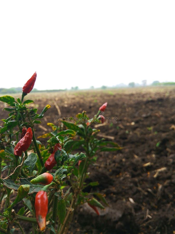 Red chilli plant in field stock photo. Image of nature - 167752276
