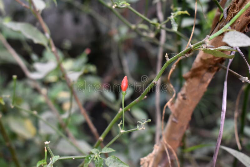 Beautiful Red Chilli on Stem. Stock Image - Image of chilli, beautiful ...