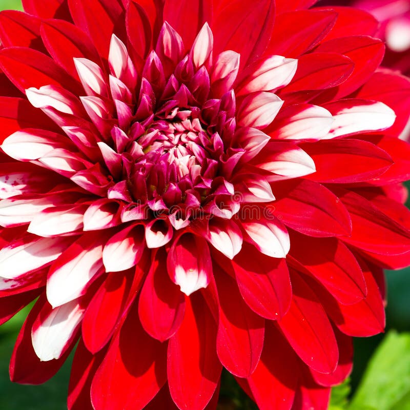 Beautiful Red Chrysanthemum Flower Stock Image - Image of color, leaf ...