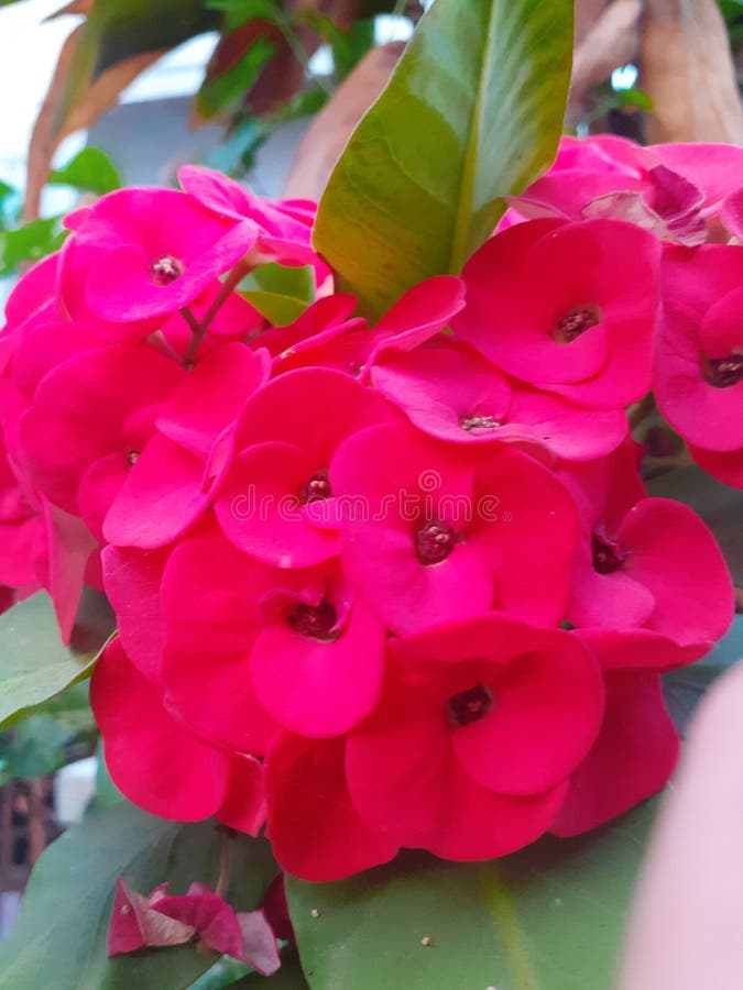 Beautiful Red Circle Flower Plants Stock Photo - Image of circle ...