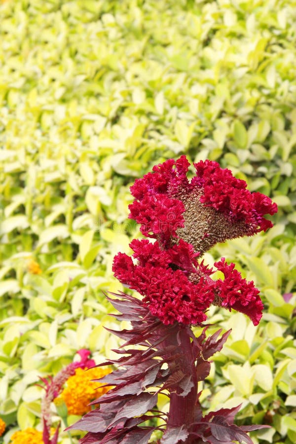Beautiful Red Cockscomb Flower Stock Image - Image of blooms, garden ...