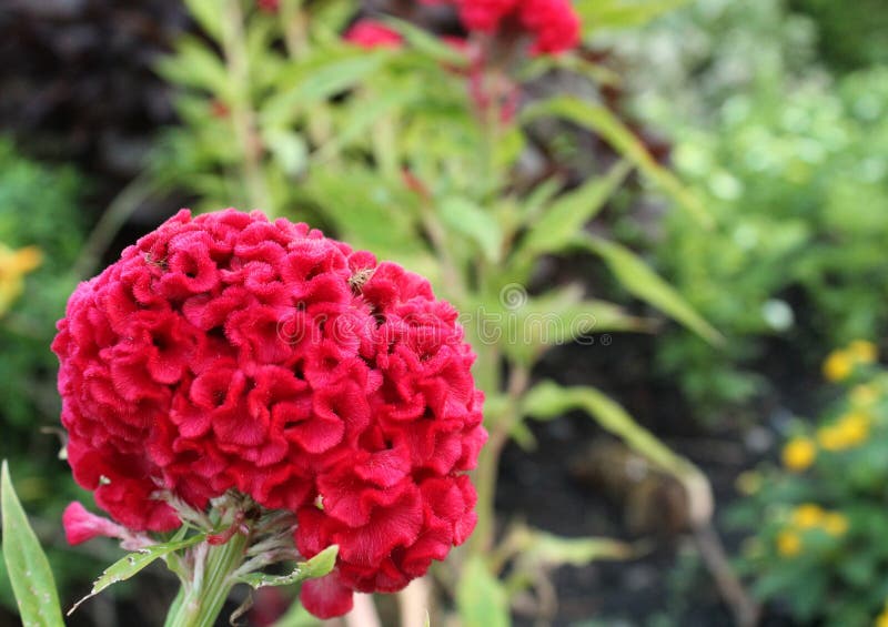 Beautiful Red Cockscomb Flower in the Garden Stock Photo - Image of ...