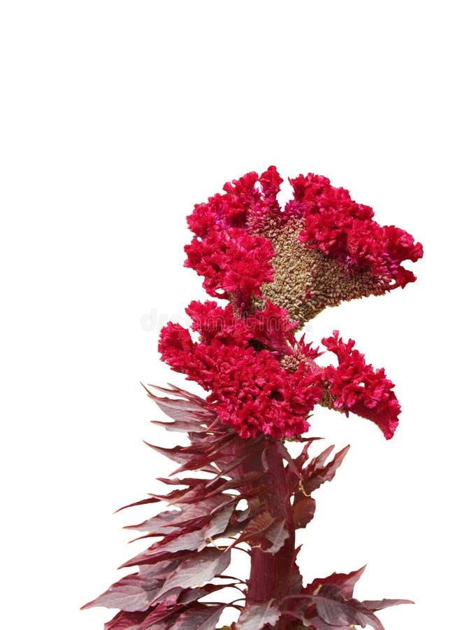 Beautiful Red Cockscomb Flower Isolated on White Stock Photo - Image of ...