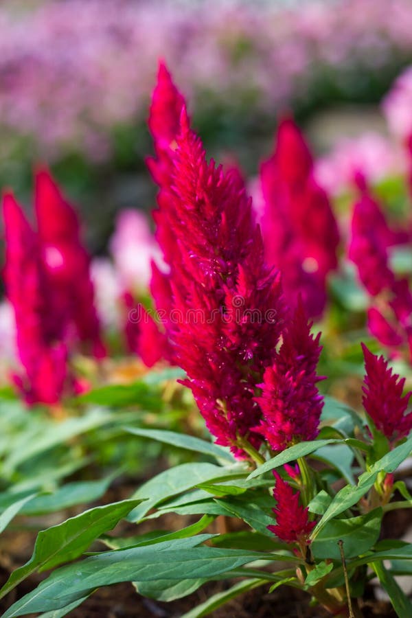 Red Cockscomb Flowers are Blooming in the Garden Stock Image - Image of ...