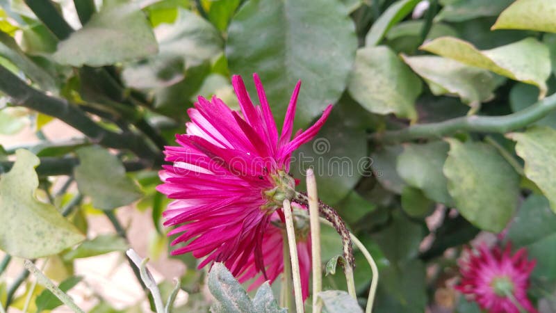 Beautiful Red Color Flowers and Buds Plants. Stock Image - Image of ...