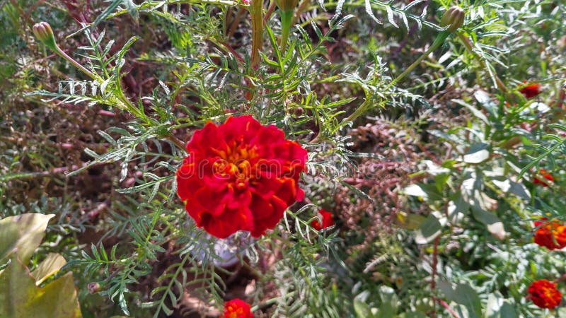 Beautiful Red Color Flowers and Buds Plants. Stock Photo - Image of ...