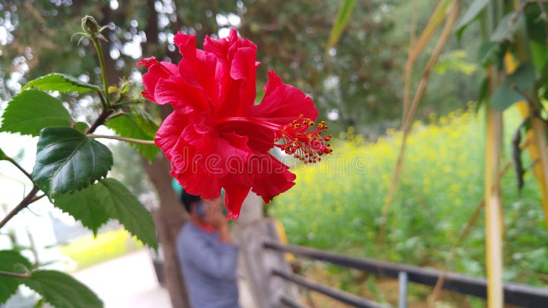 Beautiful Red Color Flowers and Buds Plants. Stock Photo - Image of ...