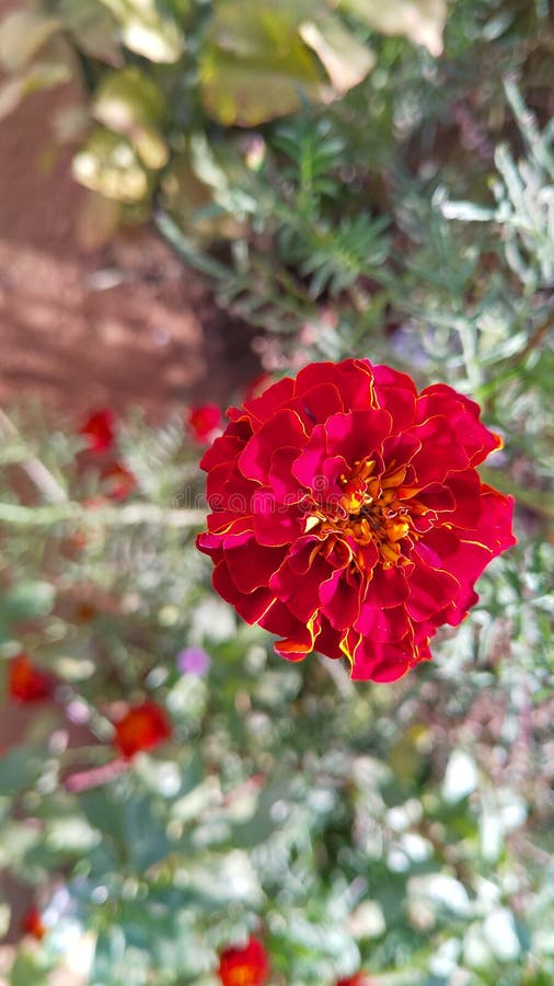 Beautiful Red Color Flowers and Buds Plants. Stock Image - Image of ...