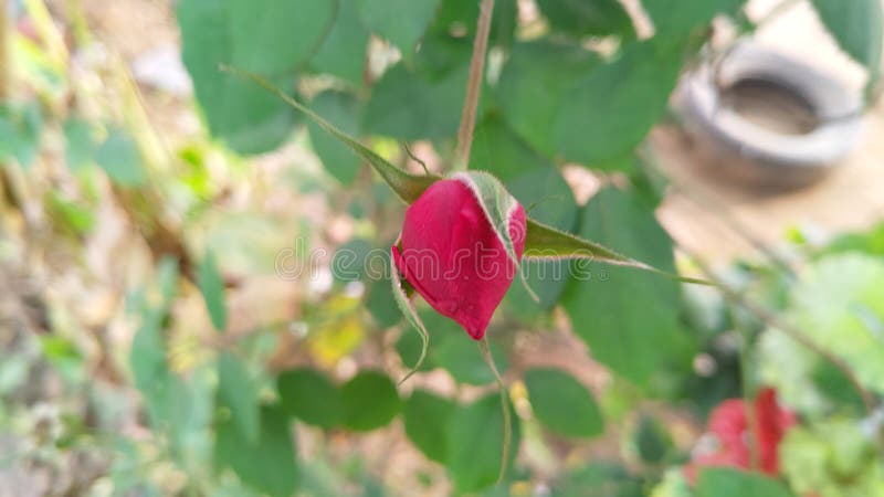 Beautiful Red Color Flowers and Buds Plants. Stock Photo - Image of ...