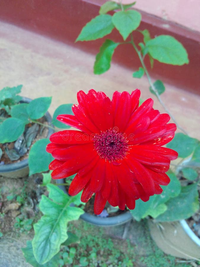 Jarbera Flower Stock Photos - Free & Royalty-Free Stock Photos from ...