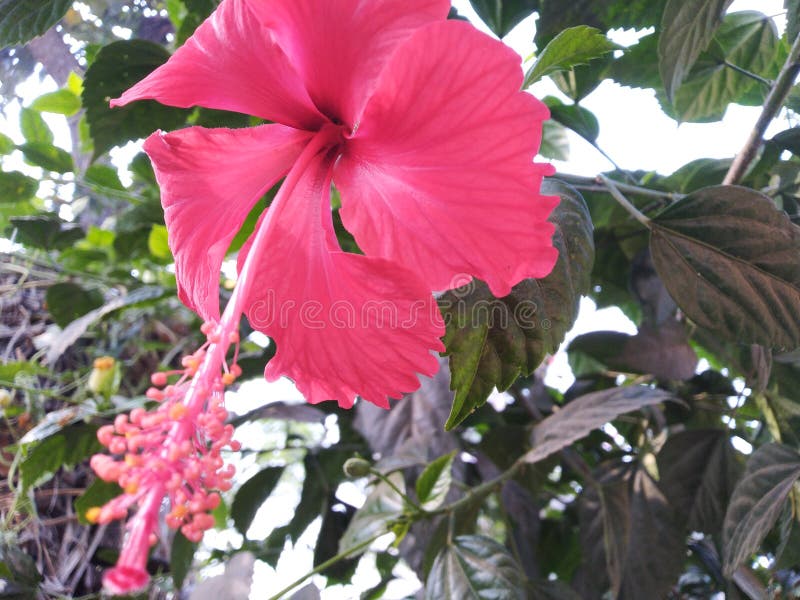 Beautiful Red Colour Flower in My Garden Stock Image - Image of flower ...